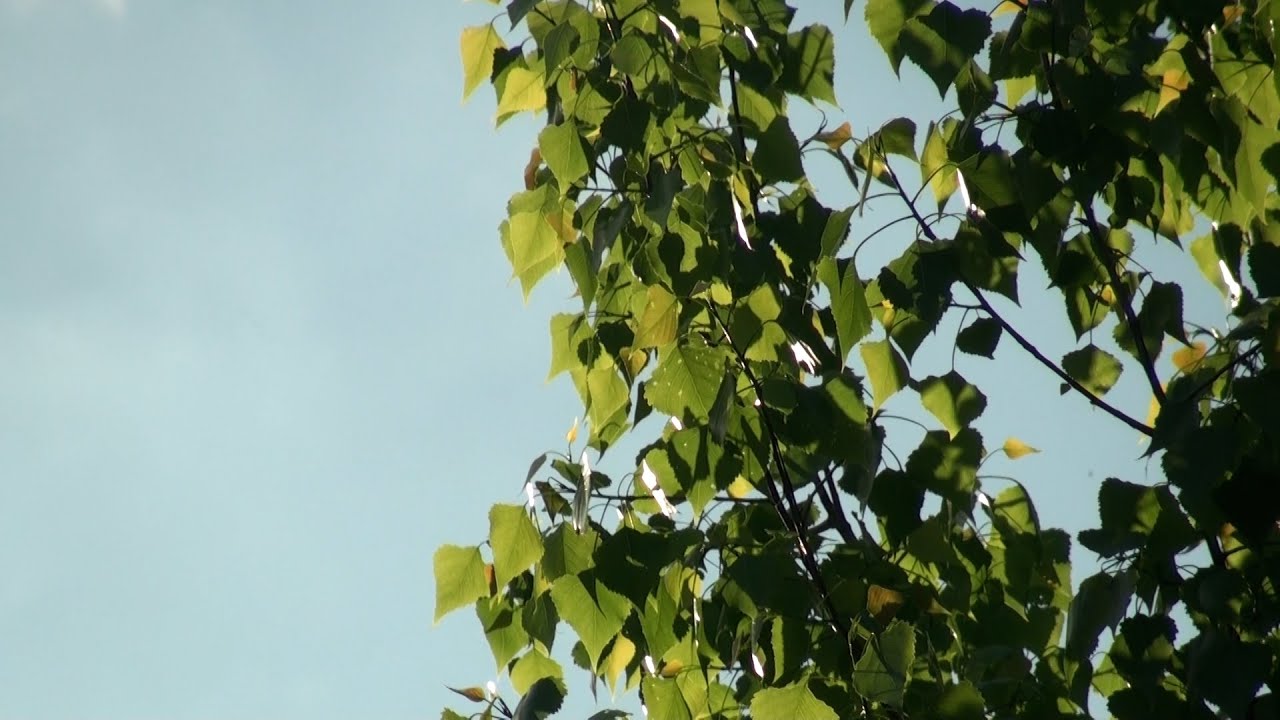 Trees Spring Relaxing Nature - YouTube