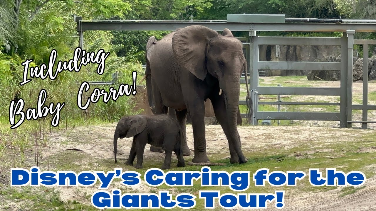 Disney’s Caring for the Giants Elephant Tour at the Animal Kingdom Park ...