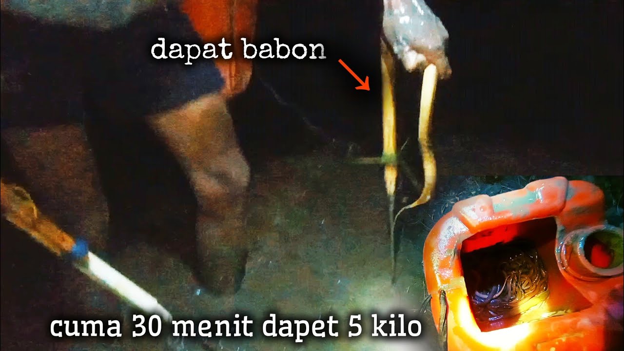tangkap belut malam hari - hitungan menit dapet banyak - auto dapet ...