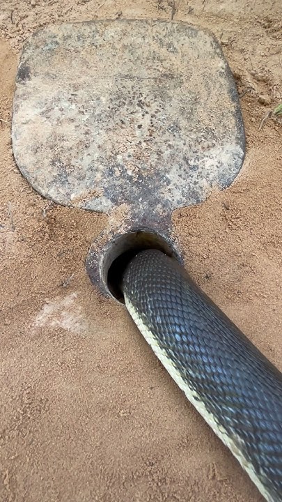 Creative Method DIY Snake Trap Using hoe and deep hole That Work 100% # ...