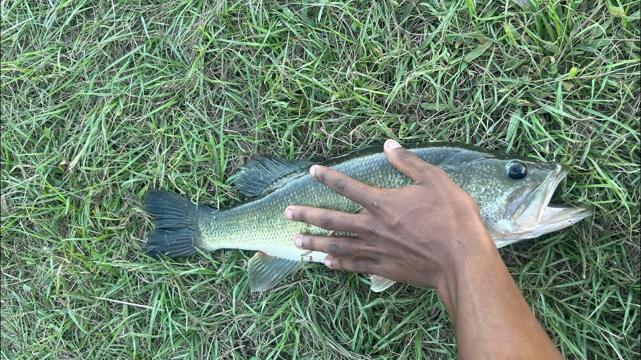 Explanation of what goes on in the channel 3 pounder release! - YouTube