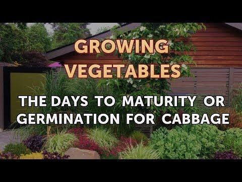 The Days to Maturity or Germination for Cabbage - YouTube