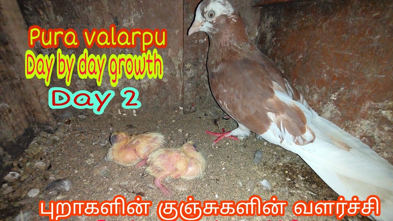 pura valarpu🕊️🕊️🕊️! புறாக்களின் குஞ்சுகள் வளர்ச்சி இரண்டாம் நாள் ...