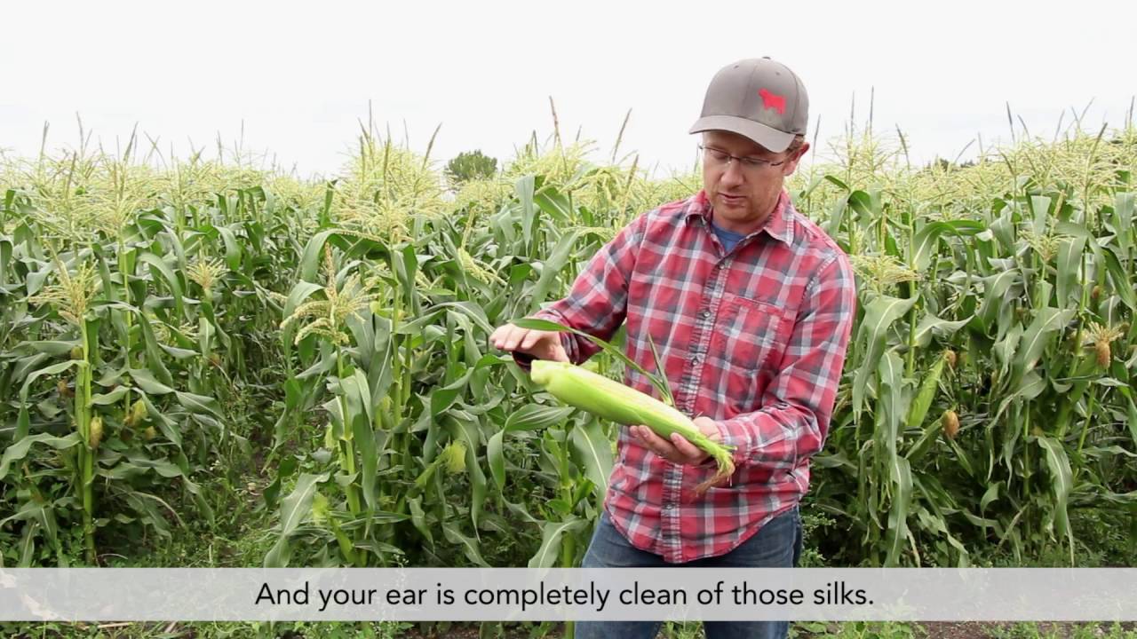 How to shuck corn - YouTube