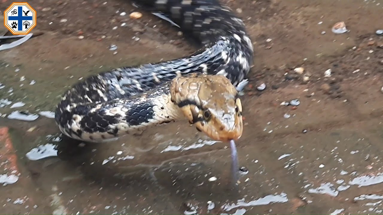 दिवड/Checkered Keelback Water Snake Rescue...🐍 - YouTube