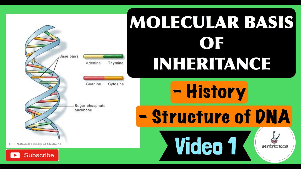 Molecular Basis of Inheritance - Historical Background & Structure of ...