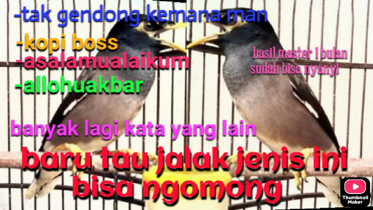 jalak batam|jalak nias bisa nyanyi ,lucu nya sudah kayak mbah surip ...
