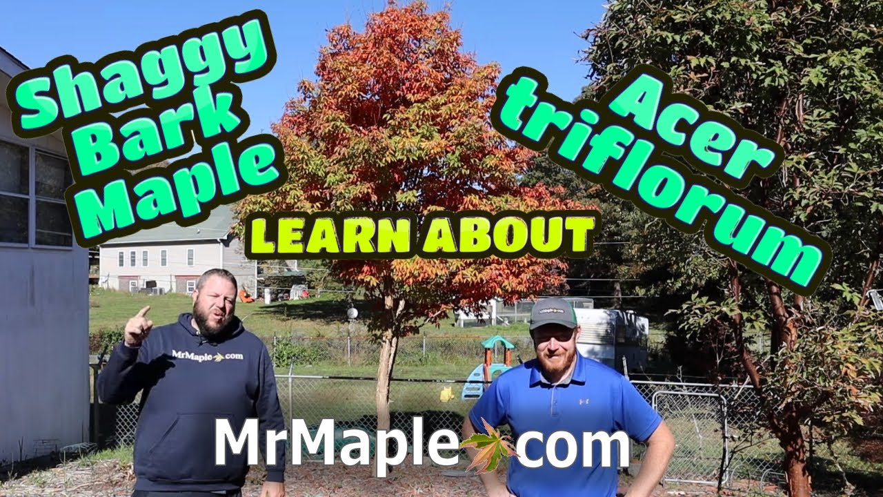 Acer triflorum - Shaggy Bark Maple ~ The Collector's Corner - YouTube