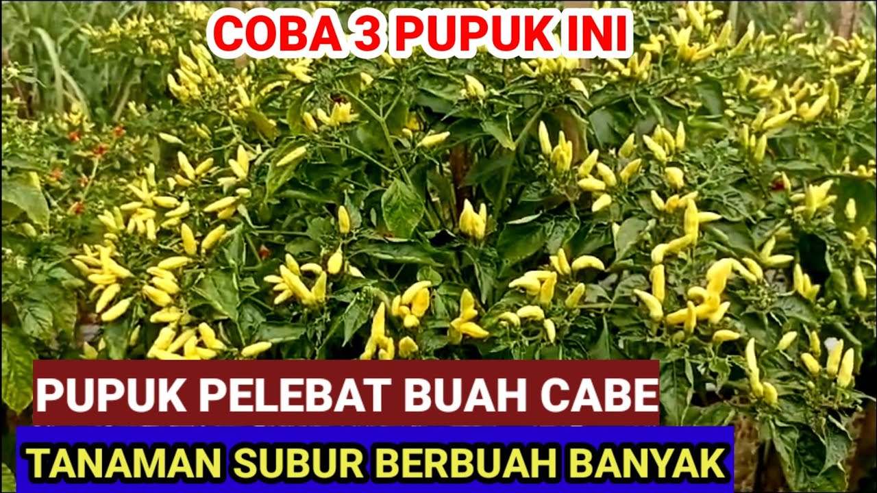 COBA 3 PUPUK INI ‼️SUPAYA BUNGA CABE TIDAK RONTOK DAN BERBUAH LEBAT ...