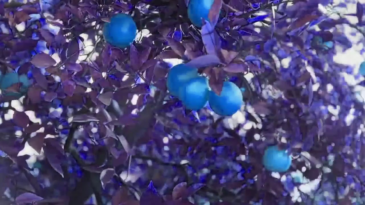 Simply Orange Commercial 2019 In Invert Color (PowerDirector Version ...