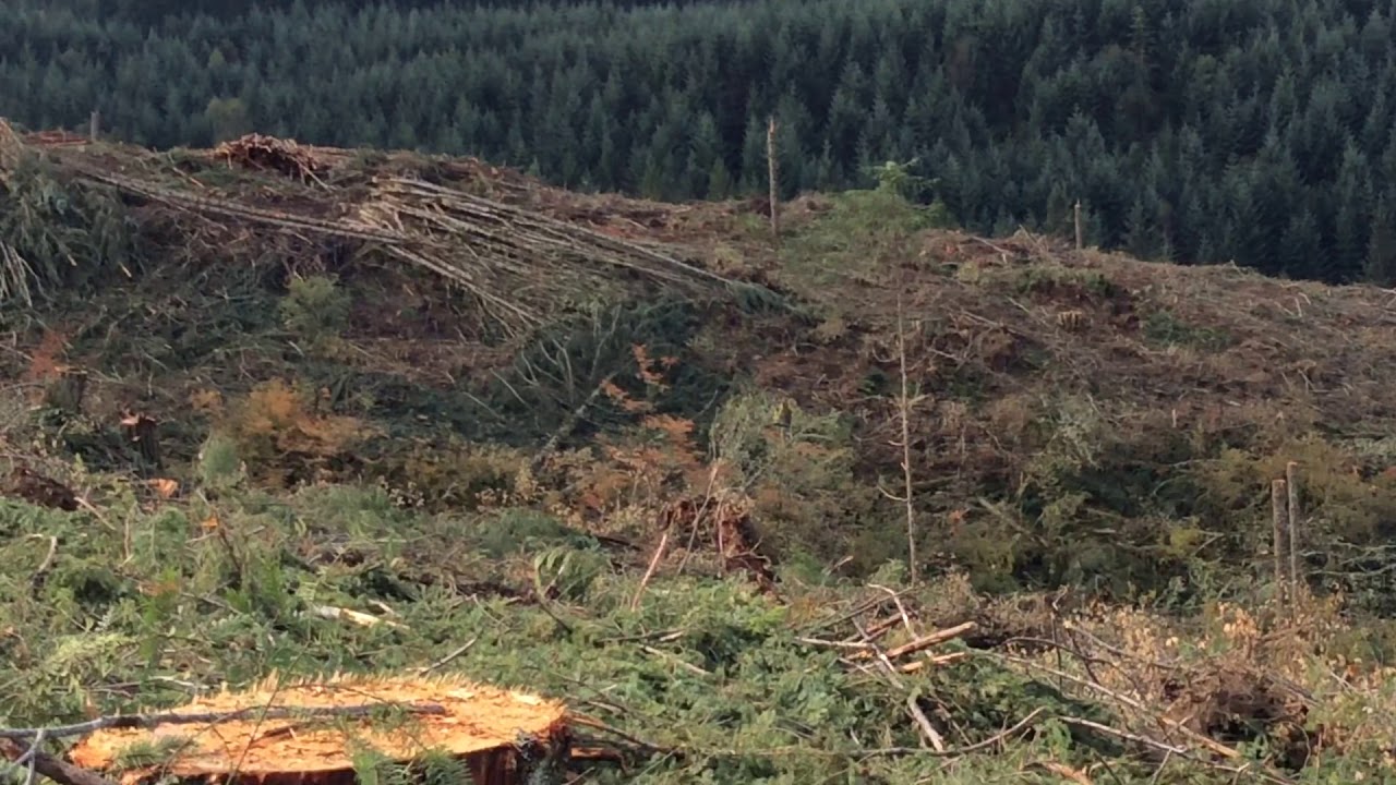 Yoder logging part 2 - YouTube