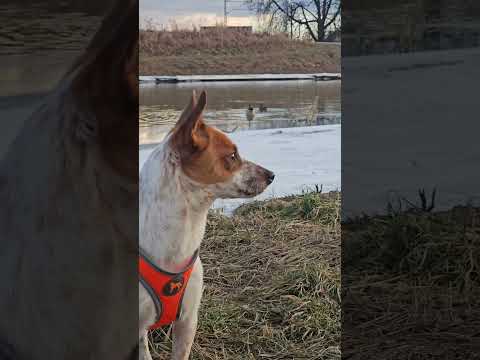 Pampi fenka bola a bratom v Prešove 😅.