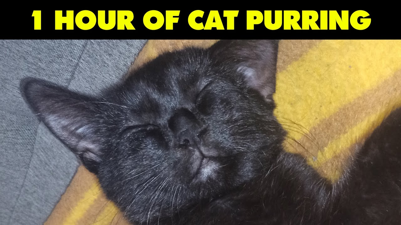 1 HOUR OF CAT PURRING | ASMR - YouTube