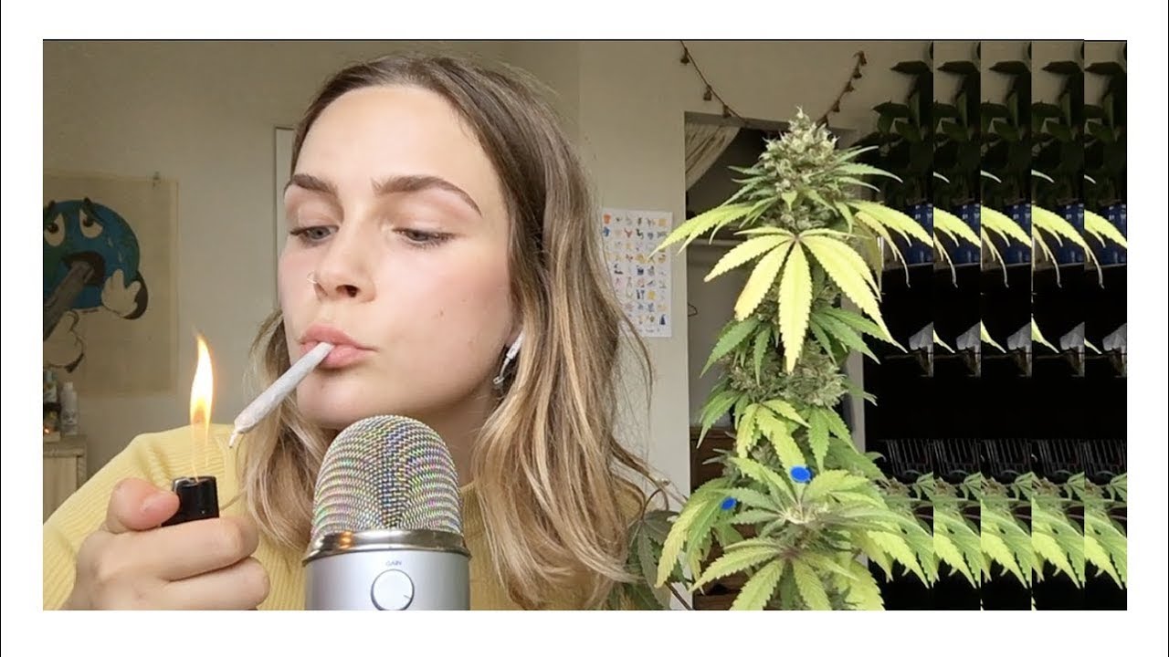 Asmr Weed Plant Harvesting And Joint Smoking Youtube