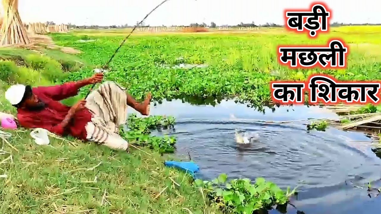 Rod Fishing video - Professional fish hunter catching fish by hook ...