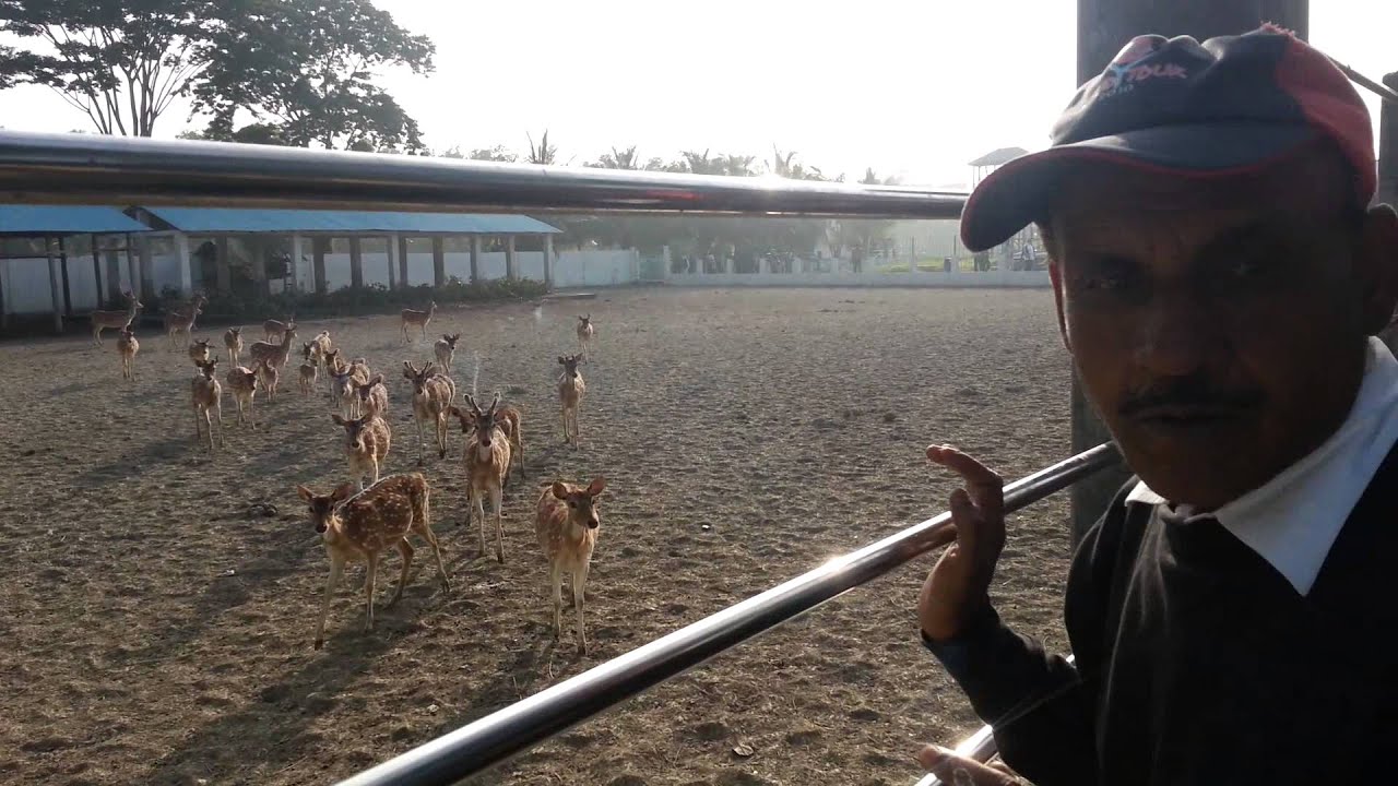 DEER at Karamjol-Sundarban - YouTube
