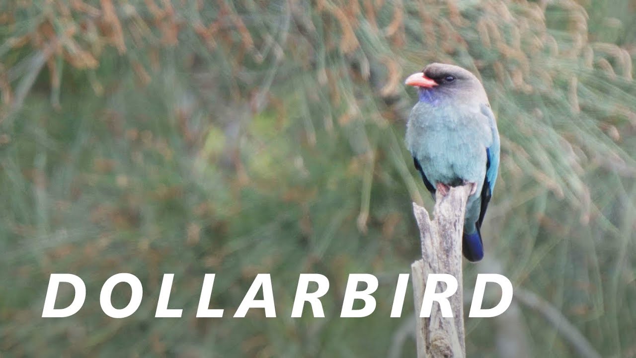 Found a Dollarbird in Australia finally - YouTube