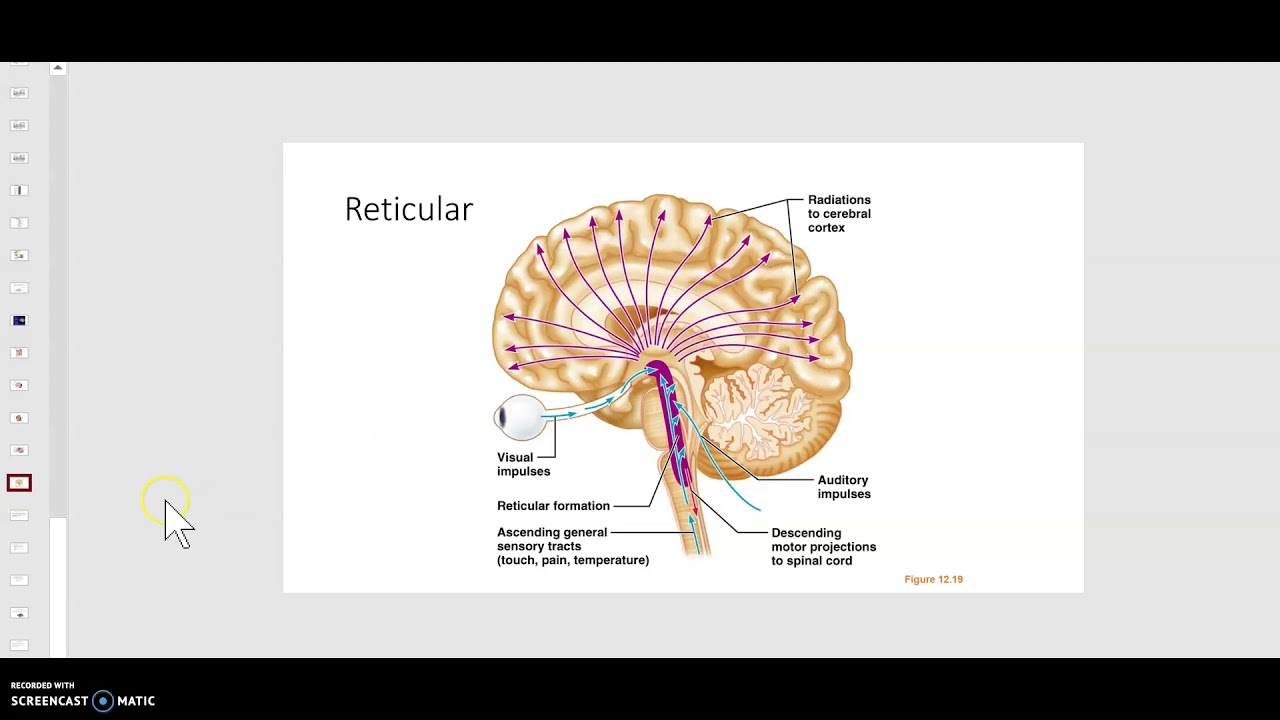 Visual Pathway 2 - YouTube