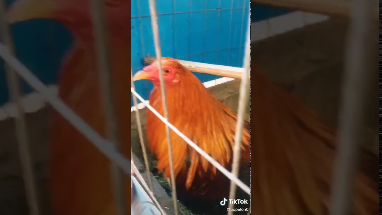 Gallos de Navaja - YouTube