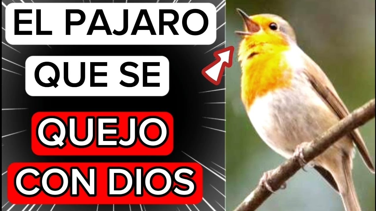 EL PAJARO QUE SE QUEJO CON DIOS, una Reflexión motivadora.🔥🔥 - YouTube