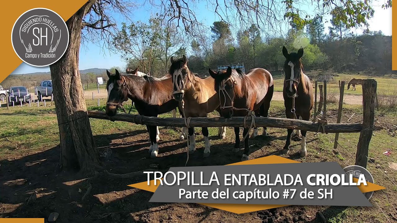 TROPILLA ENTABLADA de CABALLOS CRIOLLOS en Cañada del Tala - YouTube