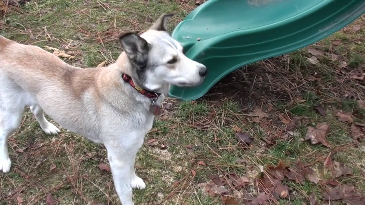 A Dog's Romp in my Backyard - YouTube