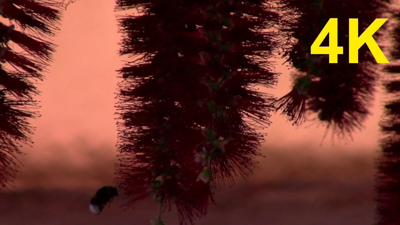 4K Free Stock Footage: Bees Flying Around Flowers (16 videos) - YouTube