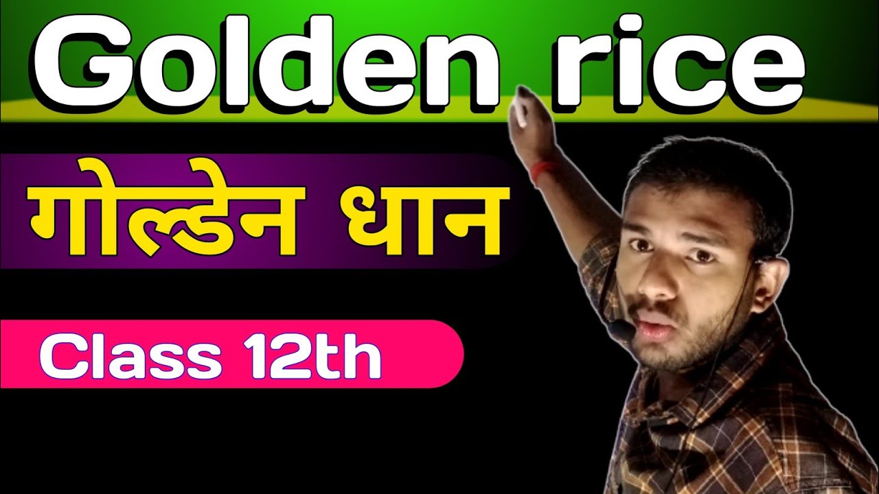 सुनहरा चावल (गोल्डेन राइस) | golden rice biotechnology | golden rice ...