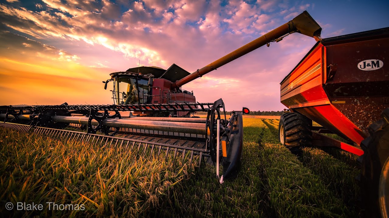 Rice Farming/ Production 4K - YouTube
