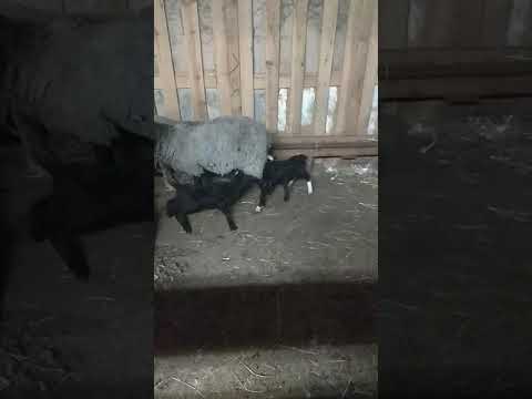 KUZU EMERKEN NEDEN KUYRUK SALLAR.