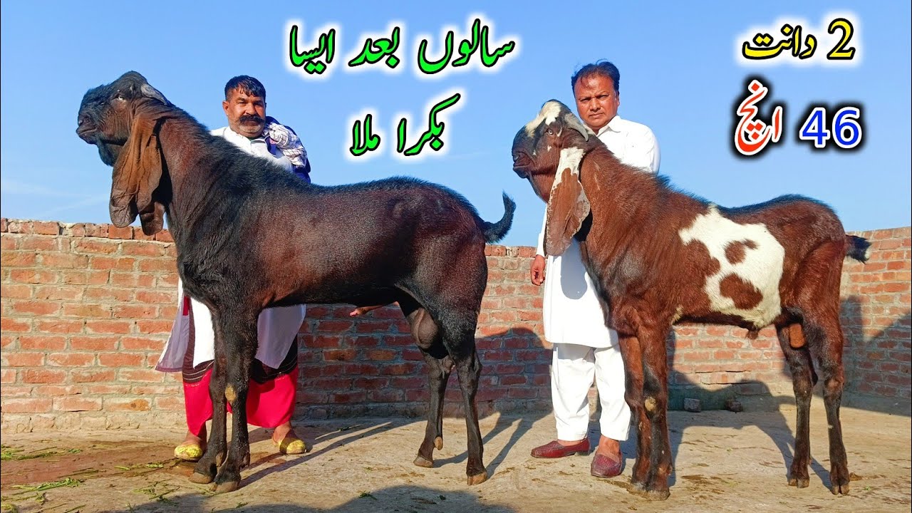 "JOGII And PATHAN " Top Line Breeder Buck's Of Rana Shahid Sahb - Big ...