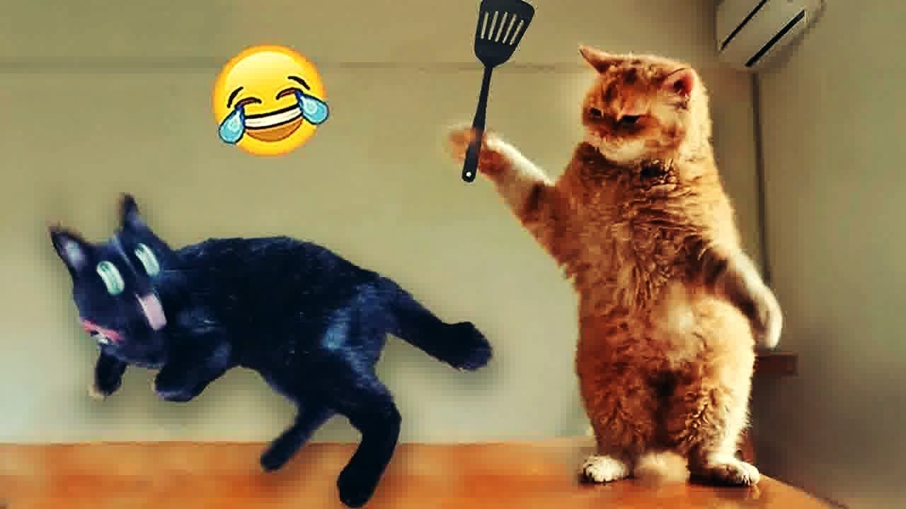 When Cats Are So Silly 😹 I will die laughing 🤣🙀 Funny Cats Videos 😹 ️ ...