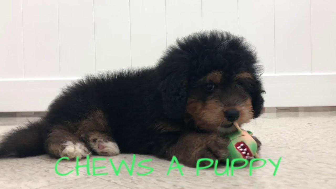 Bernedoodle Puppies For Sale - Chews A Puppy - YouTube