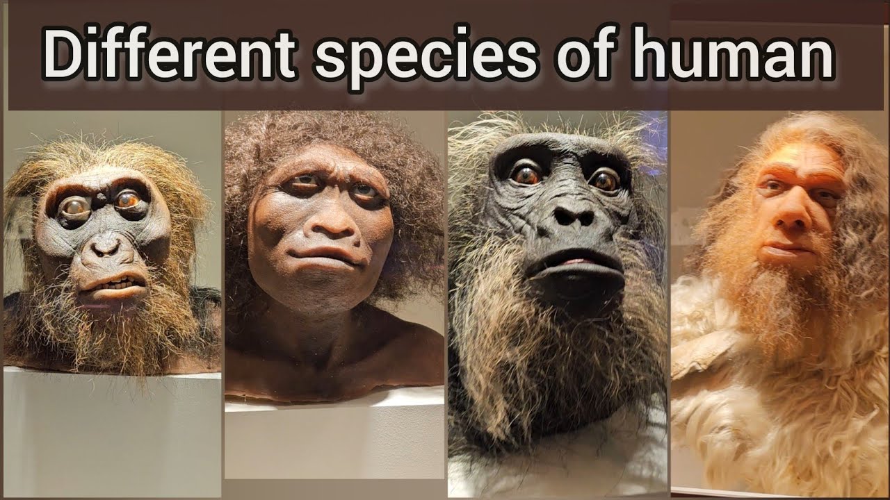 Houston,Texas / Museum of Natural Science/ Human evolution #houston # ...