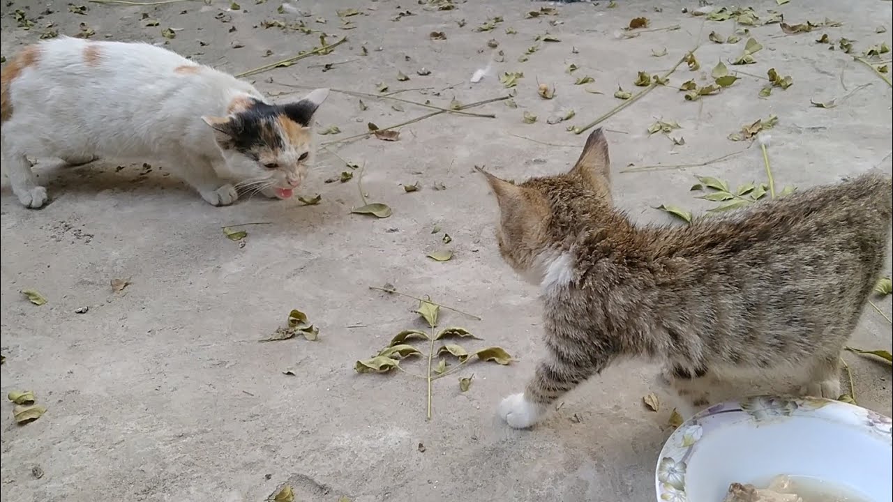 2 Starving Street Kittens Coming Face To Face For Food - YouTube