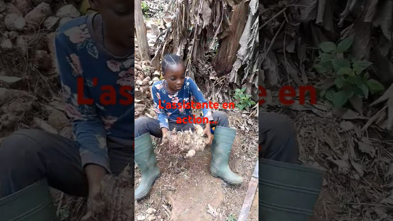 la production des semences de macabo - YouTube