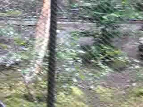 Newfoundland Pine Marten - YouTube