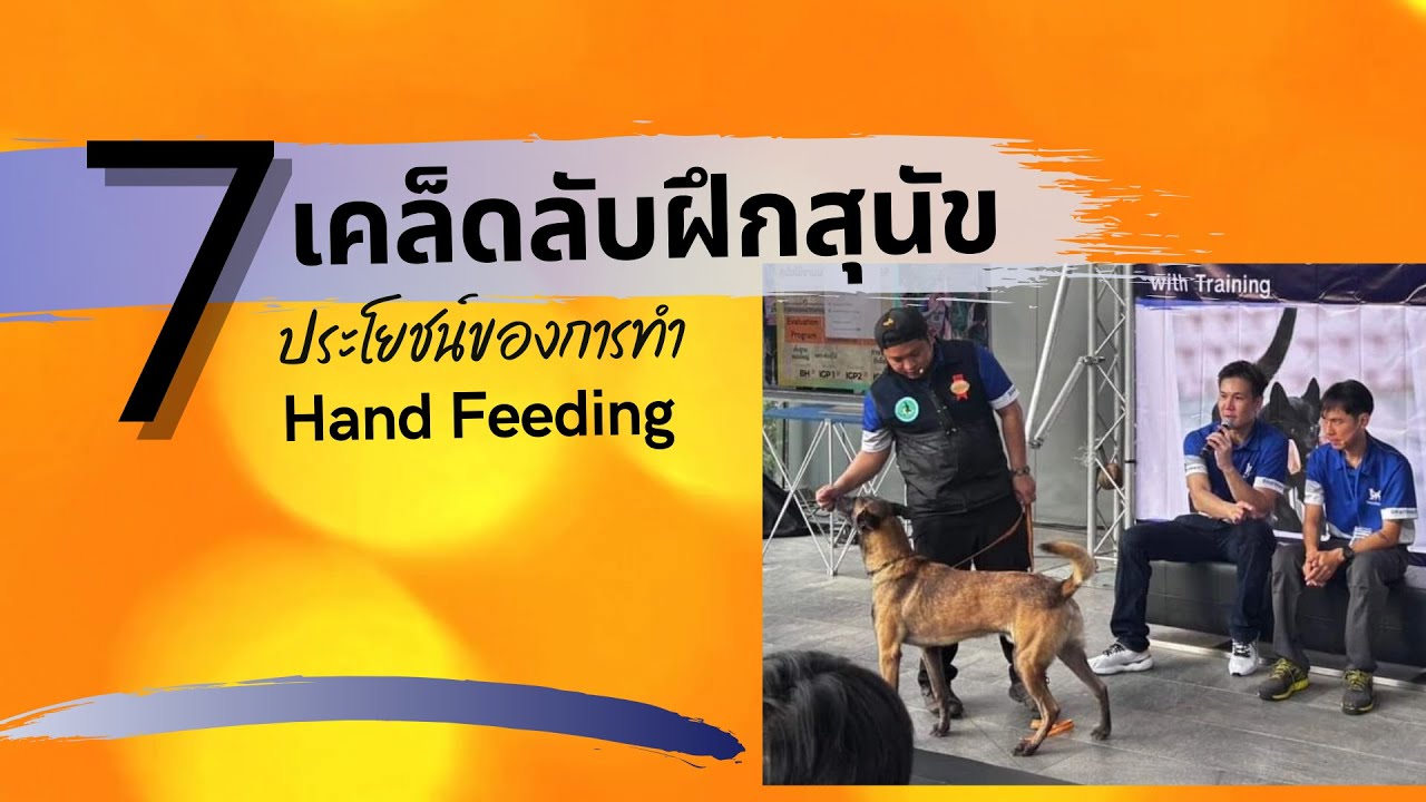7 ประโยชน์ของการให้อาหารด้วยมือ Hand Feeding เคล็ดลับฝึกสุนัข - YouTube