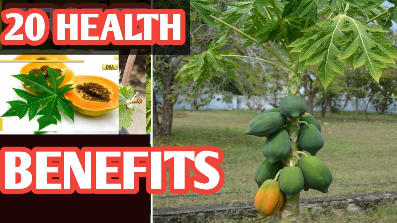 20 HEALTH BENEFITS OF PAPAYA /PAPITA FRUIT LEAF MILK & SEEDS. HOW GROW ...