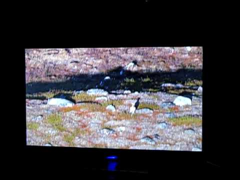 Samsung UN55B8000 LED TV - YouTube