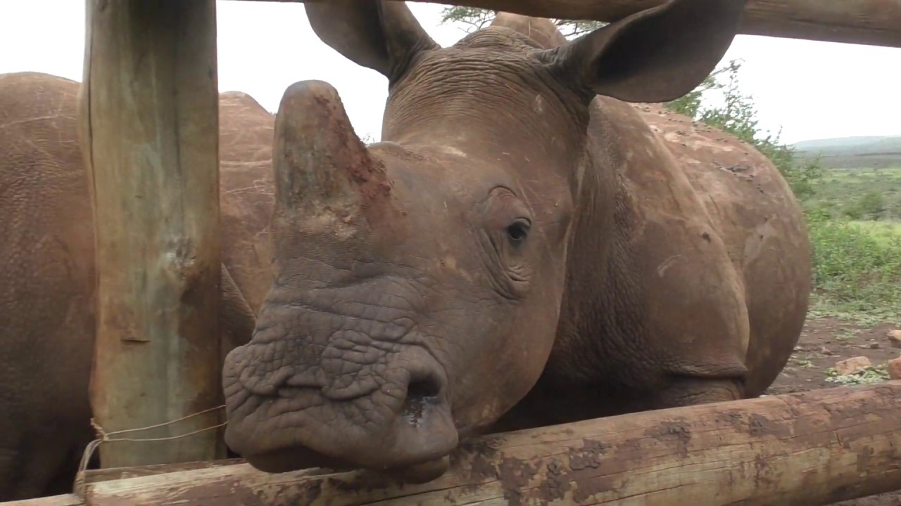 Feed time for Banoyi and Khula at the Zululand RHino Orphanage with ...