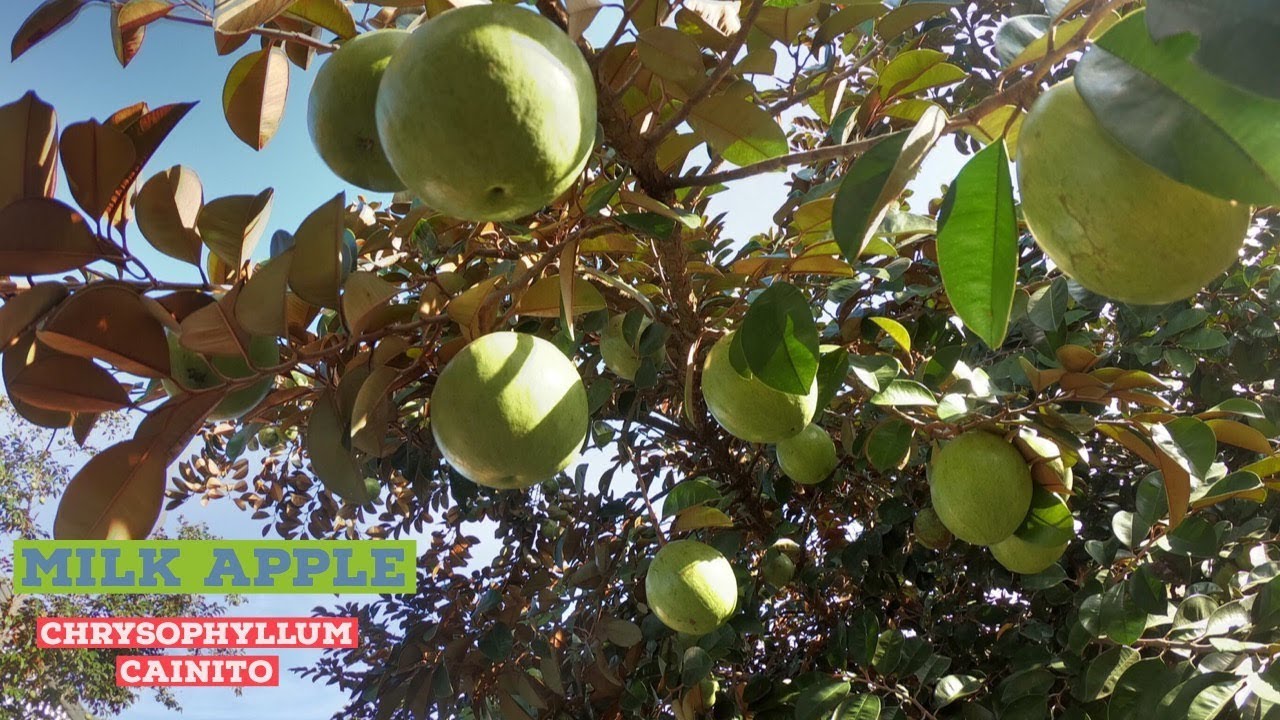 Caimito from flower to harvesting - YouTube