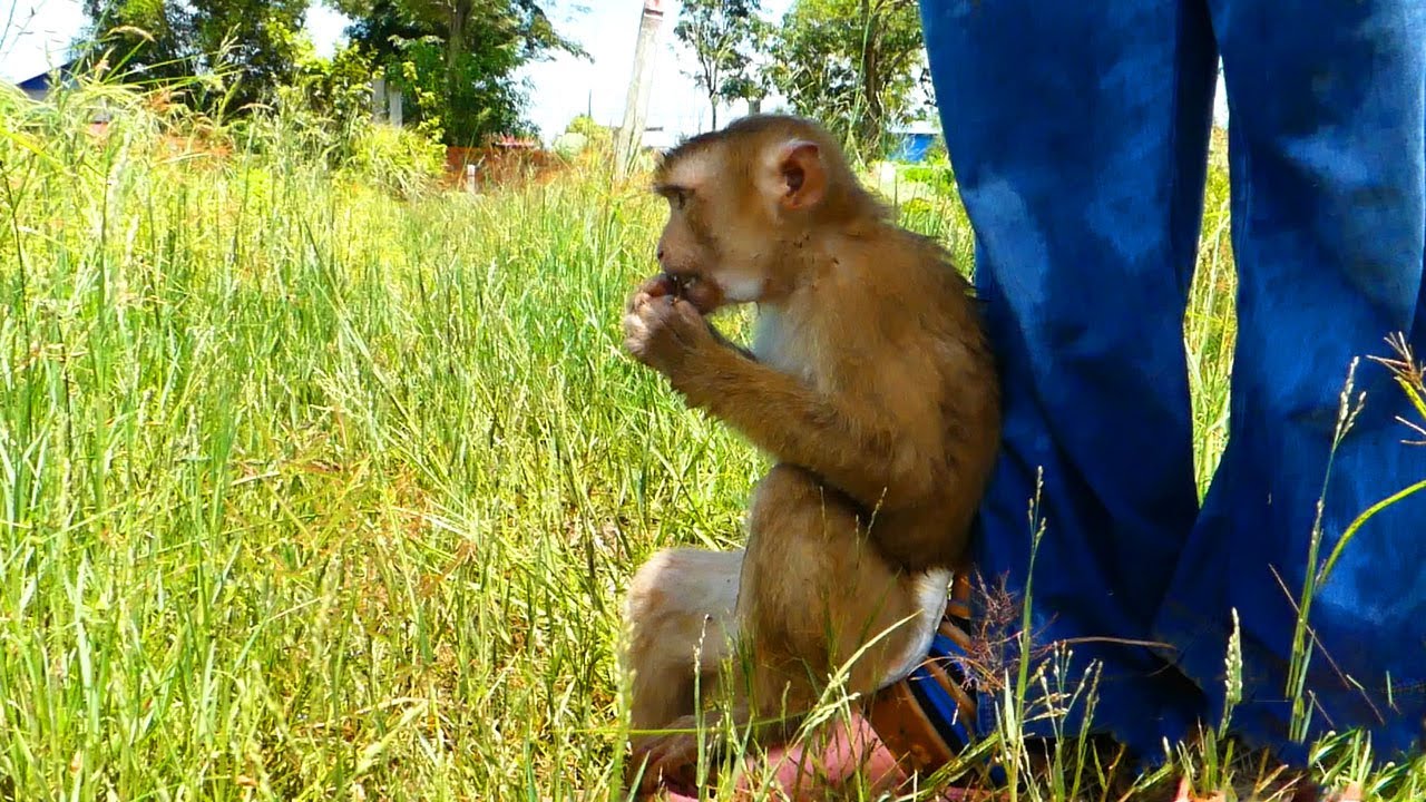 Romantic monkey Ella sitting to look landscape at the field rice - YouTube