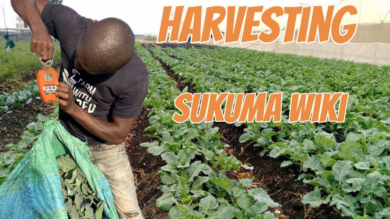 Harvesting Sukuma Wiki (collard) and packing for market. - YouTube
