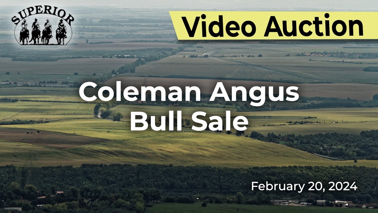 Coleman Angus Bull Sale - YouTube