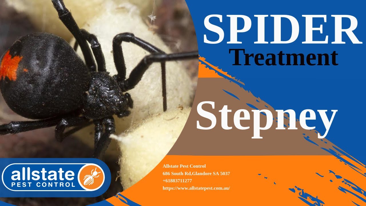 Spider Control Stepney - YouTube