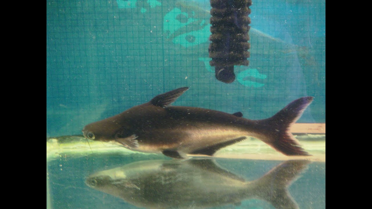 Tiburon Pangasio Azul 35 cm - Acuario Aquaterra Live - Tampico - YouTube