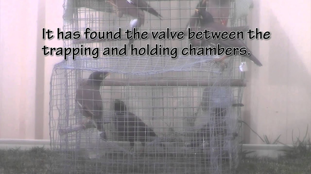 Indian Myna Trapping - YouTube