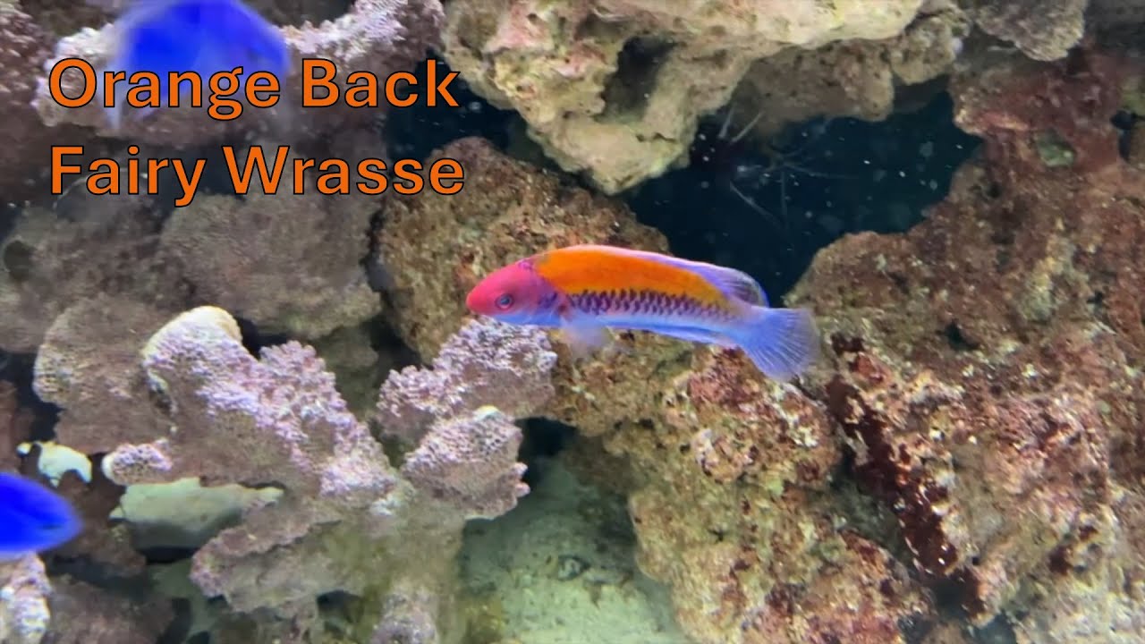 Keeping the Orange Back Fairy Wrasse - YouTube