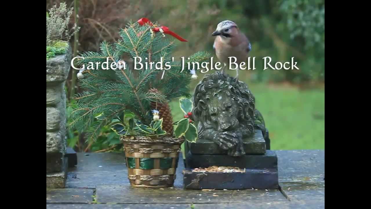 Garden Birds' Jingle Bell Rock - YouTube